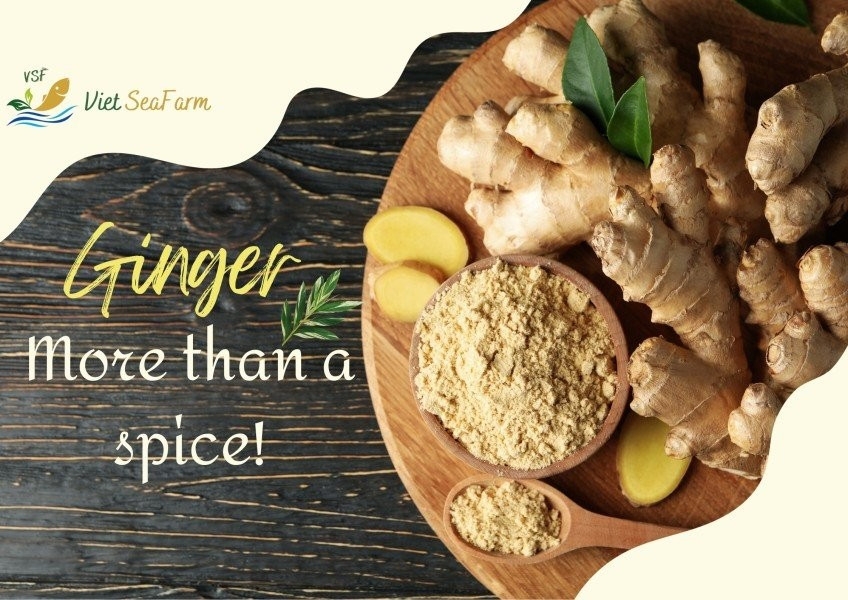 CHARACTERISTICS OF VIETNAMESE GINGER THAT YOU SHOULD KNOW